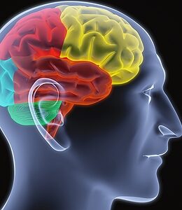 Az emberi agy határai